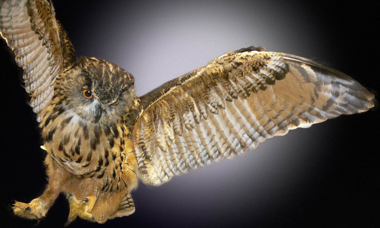 Veranstaltungsorte 2025 - Bionik Mannheim